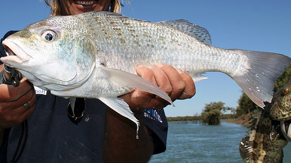 Grunter, Spotted - Fish-On
