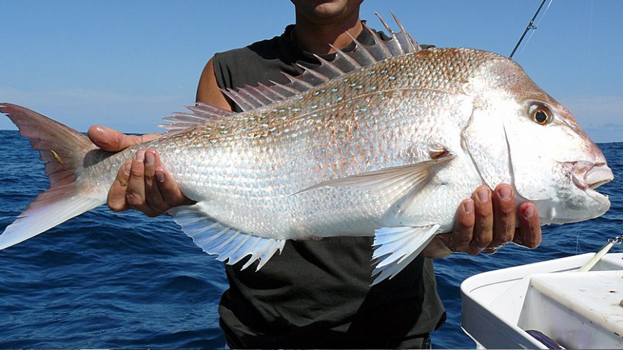 Snapper,Pink - Fish-On